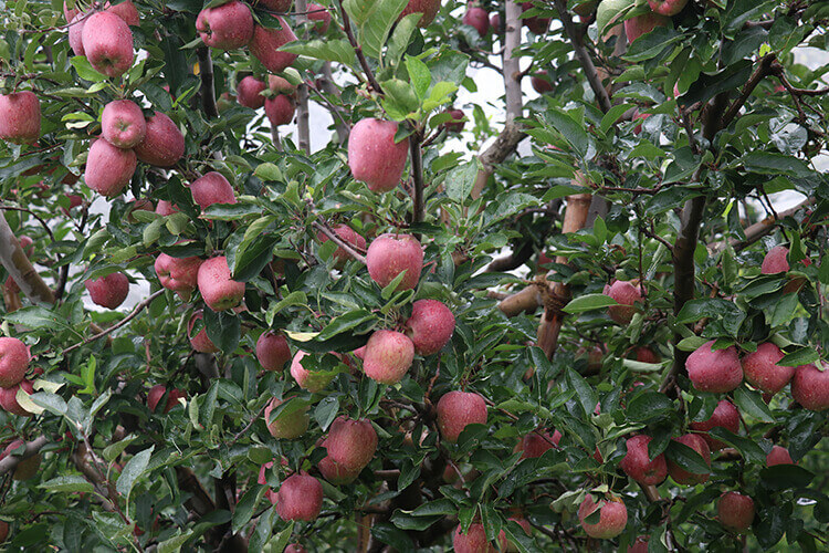 Gallery - Promalin® Helps Shape Success for Apple Growers.
