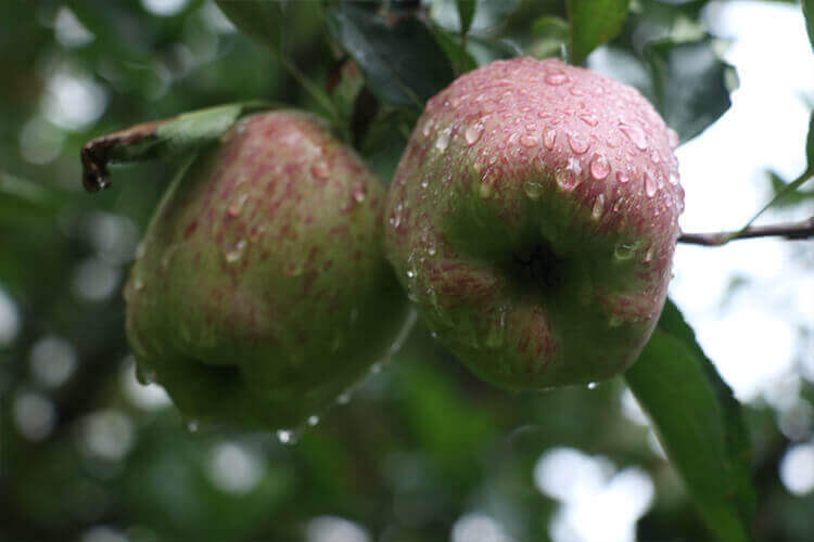 Gallery - Promalin® Helps Shape Success for Apple Growers.