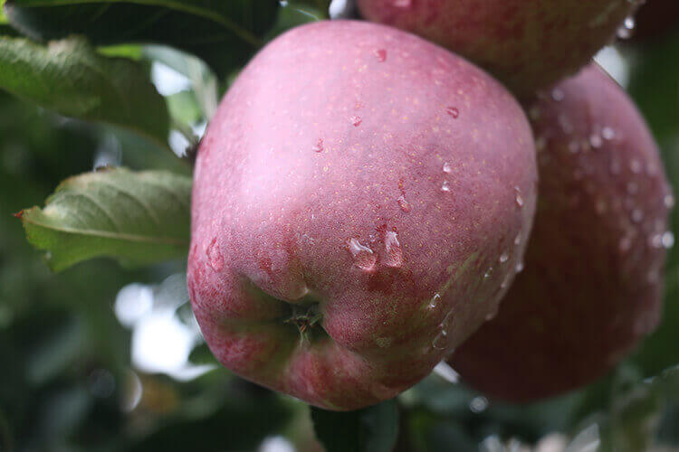 Gallery - Promalin® Helps Shape Success for Apple Growers.