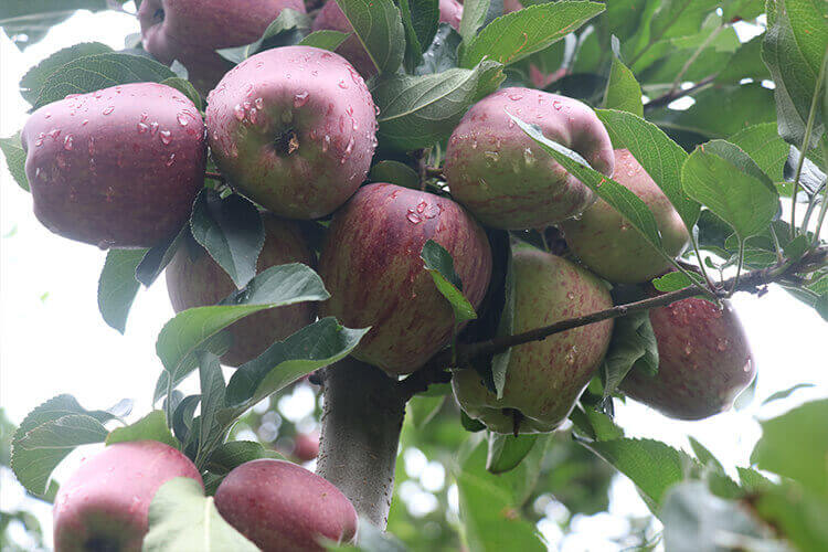 Gallery - Promalin® Helps Shape Success for Apple Growers.