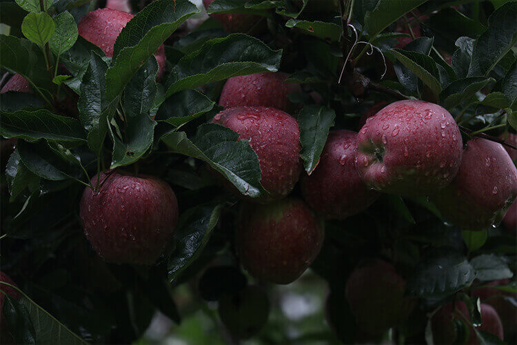 Gallery - Promalin® Helps Shape Success for Apple Growers.