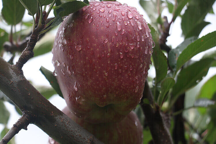 Gallery - Promalin® Helps Shape Success for Apple Growers.