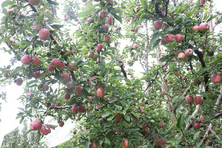 Gallery - Promalin® Helps Shape Success for Apple Growers.