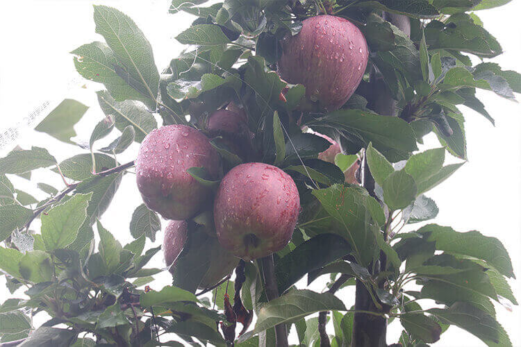 Gallery - Promalin® Helps Shape Success for Apple Growers.