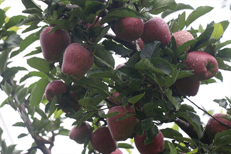 Gallery - Promalin® Helps Shape Success for Apple Growers.