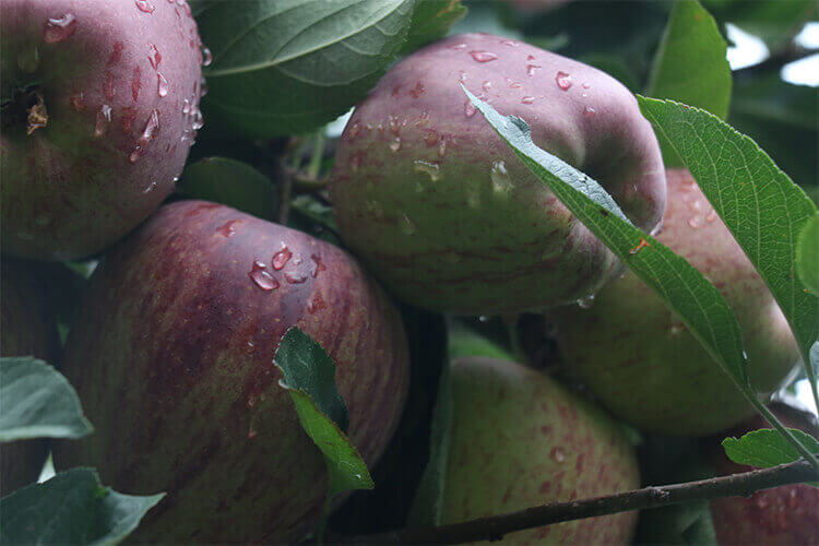 Gallery - Promalin® Helps Shape Success for Apple Growers.