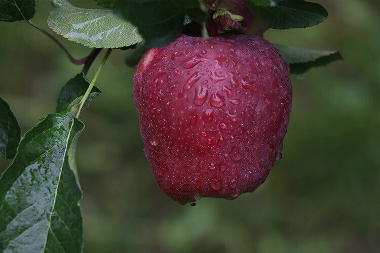 Gallery - Promalin® Helps Shape Success for Apple Growers.