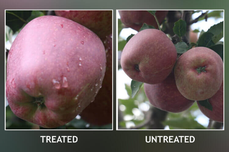 Gallery - Promalin® Helps Shape Success for Apple Growers.