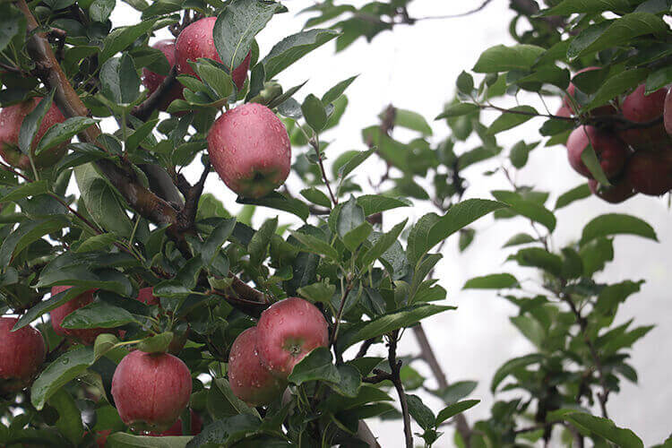 Gallery - Promalin® Helps Shape Success for Apple Growers.
