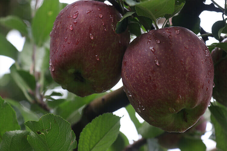 Gallery - Promalin® Helps Shape Success for Apple Growers.