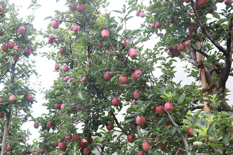 Gallery - Promalin® Helps Shape Success for Apple Growers.
