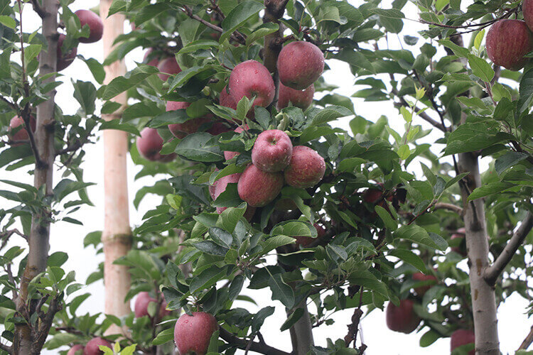 Gallery - Promalin® Helps Shape Success for Apple Growers.