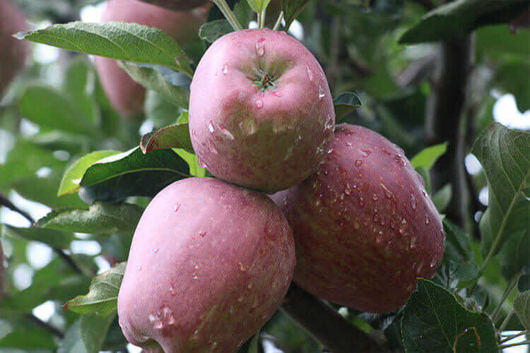 Gallery - Promalin® Helps Shape Success for Apple Growers.