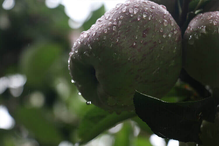 Gallery - Promalin® Helps Shape Success for Apple Growers.